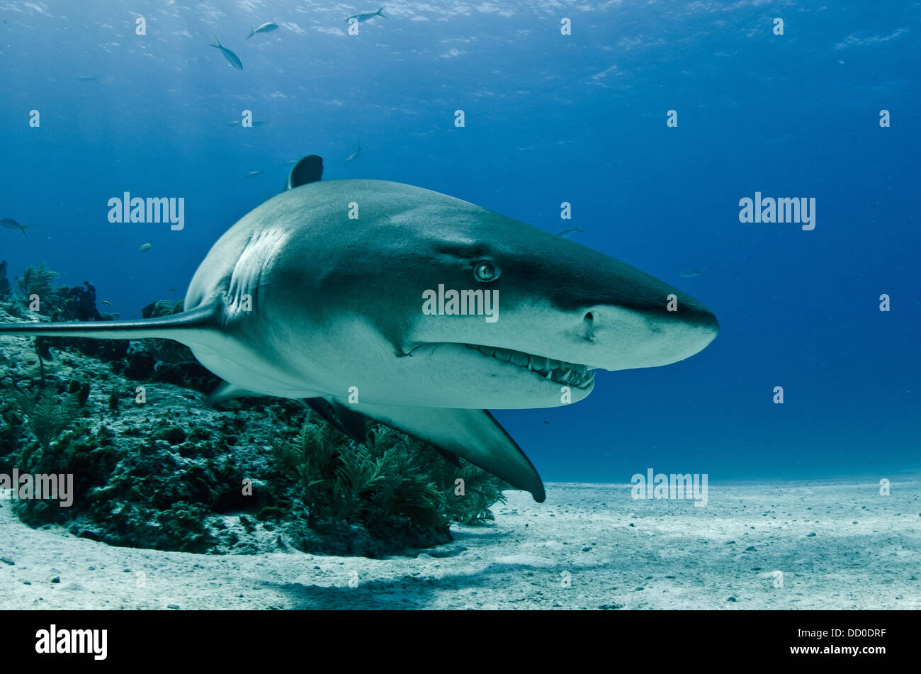 Lemon shark hi-res stock photography and images - Alamy