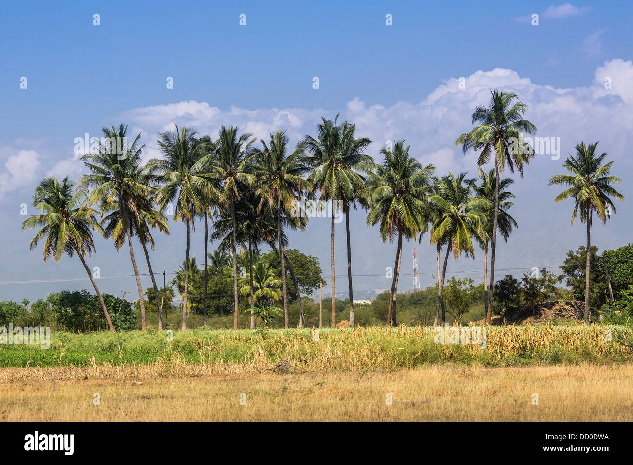 Kerala Agricultural neighborhood. South India Stock Photo - Alamy