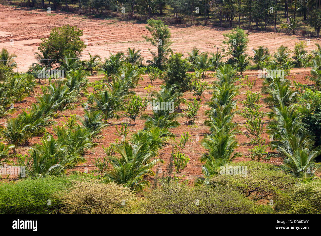 Kerala Agricultural neighborhood. South India Stock Photo - Alamy