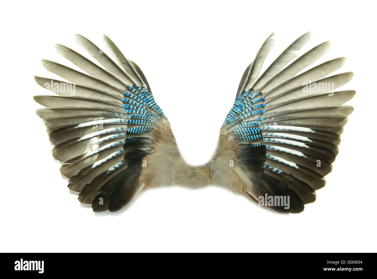 Birds with spread wings Cut Out Stock Images & Pictures - Alamy