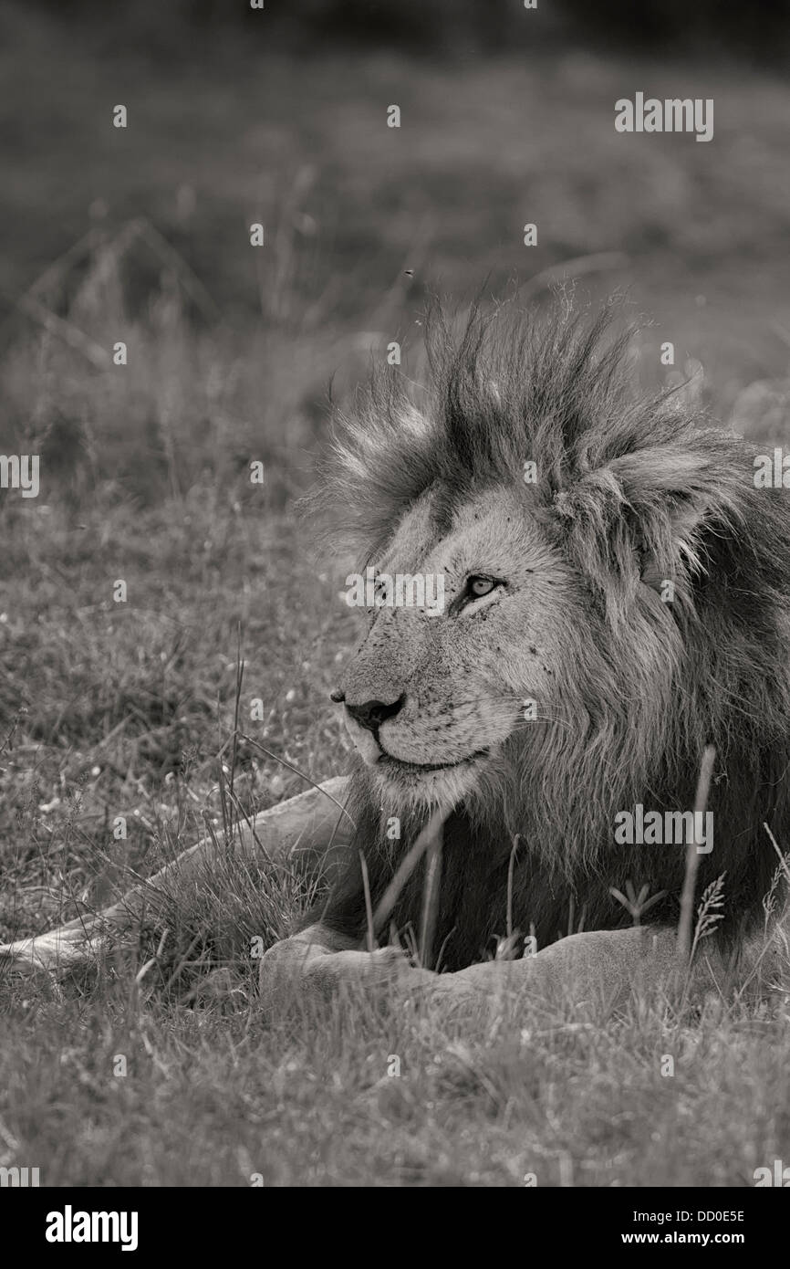 Side view of lion hi-res stock photography and images - Alamy