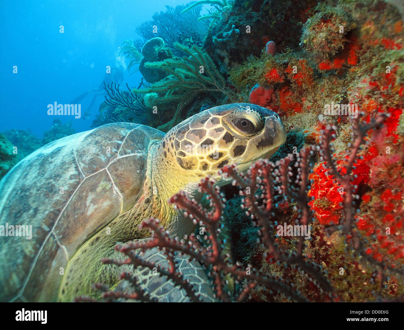 Green sea turtle in coral reef hi-res stock photography and images - Alamy