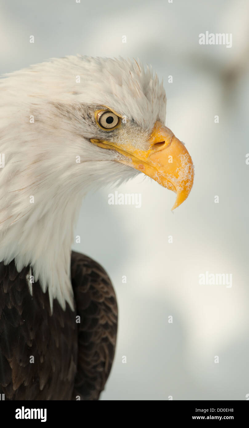 Profile portrait of an eagle Stock Photo - Alamy