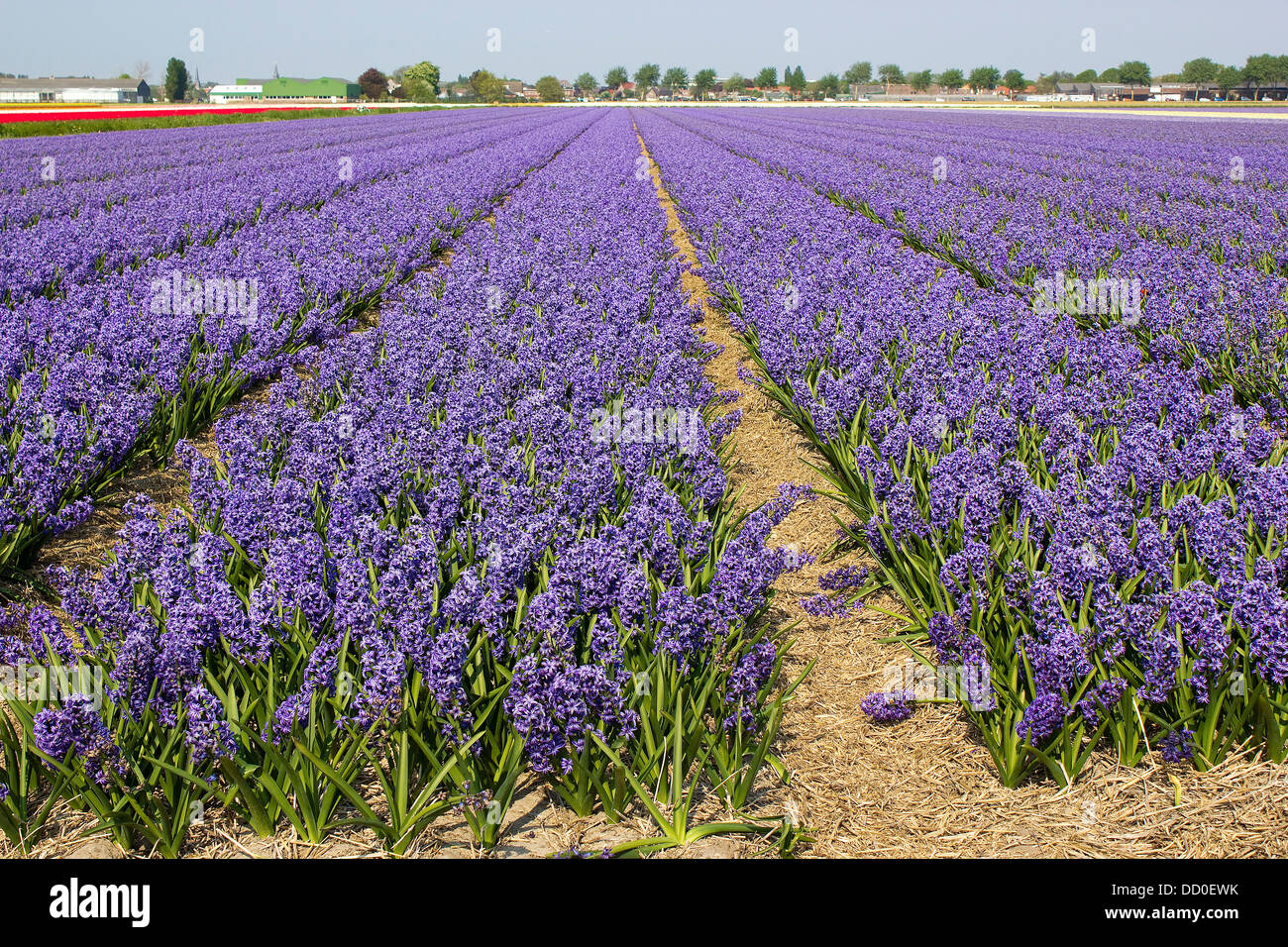 field of hyacinths Stock Photo - Alamy