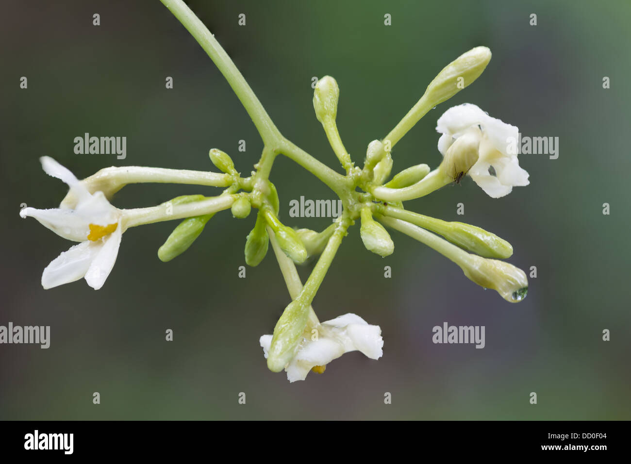 Papaya texture hi-res stock photography and images - Alamy