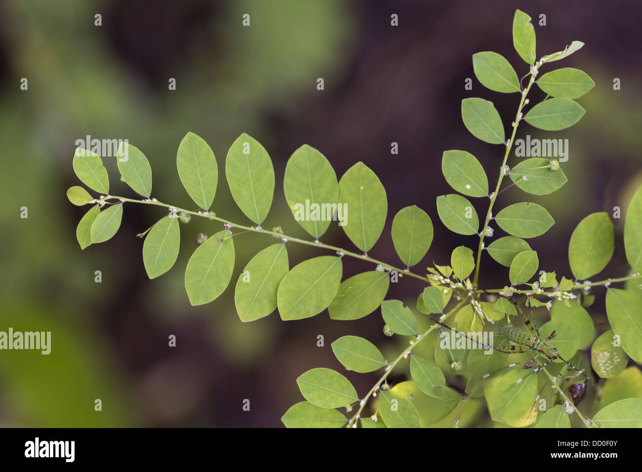 Weed texture hi-res stock photography and images - Alamy