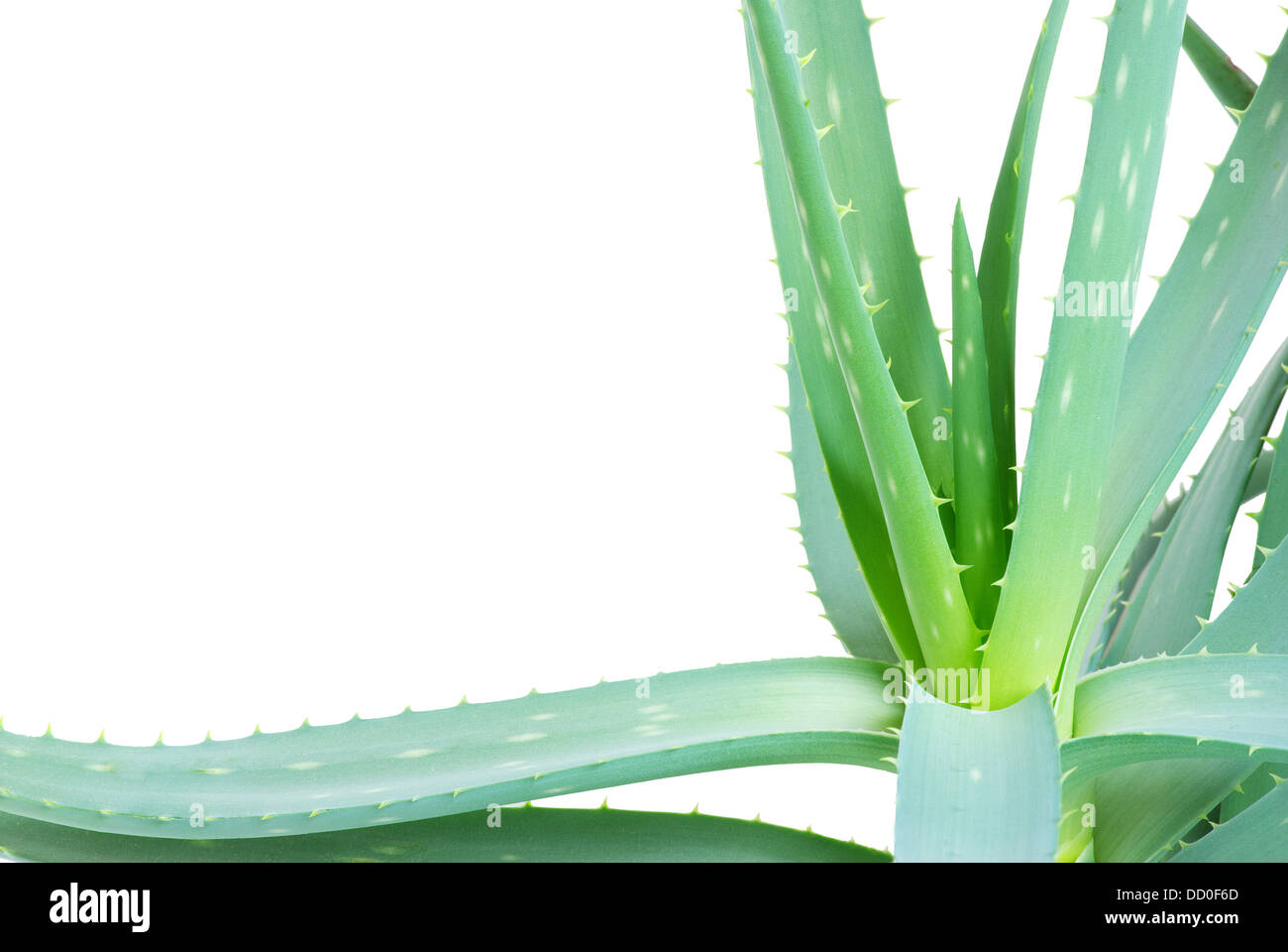 Aloe pure hi-res stock photography and images - Alamy