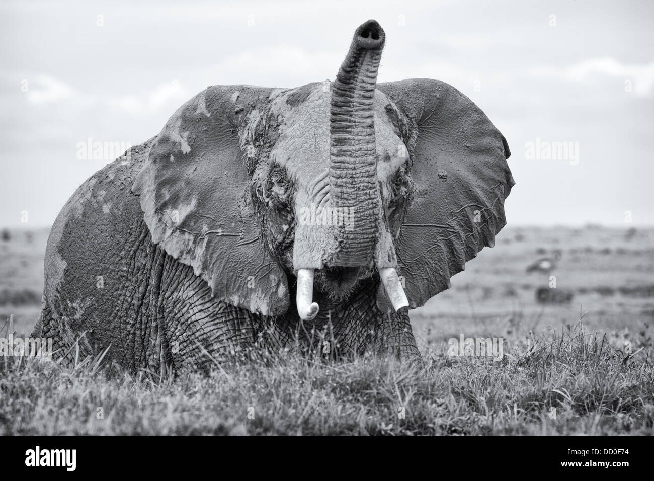 Elephant Head Front Trunk Up