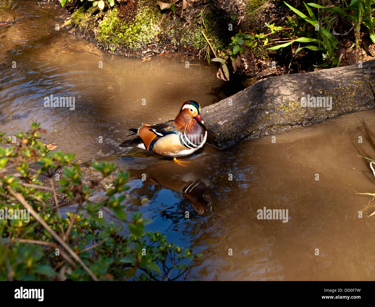 Mandarin drake hi-res stock photography and images - Alamy
