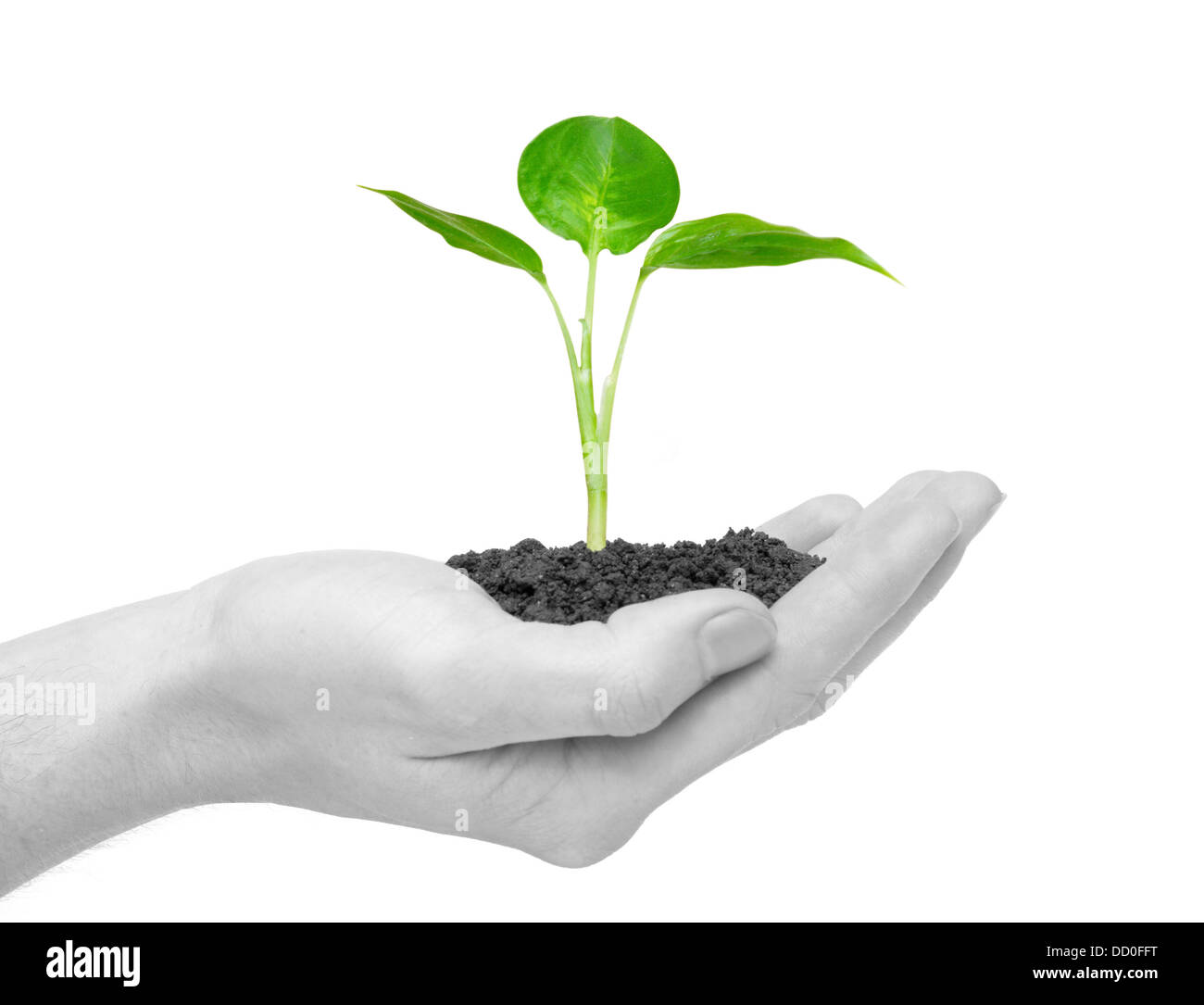 New growth in plants Cut Out Stock Images & Pictures - Alamy