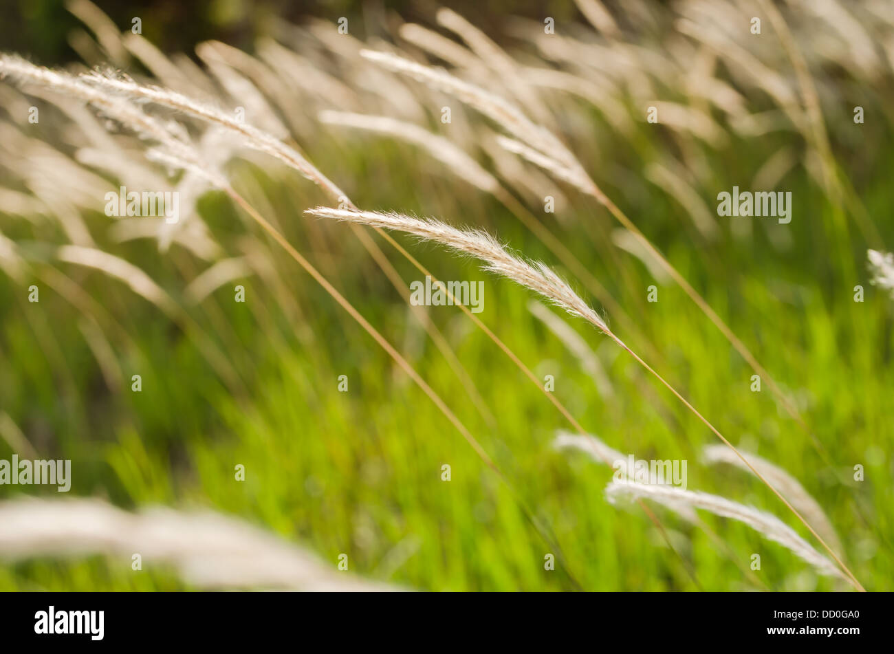 Grass bloom plant in the green nature or in the garden Stock Photo - Alamy