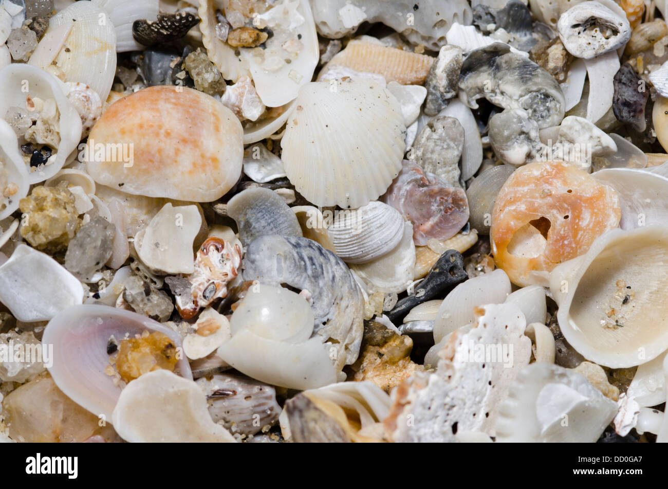 Macro shot of seashells at sand in praia grande beach, Sao Sebastiao ...