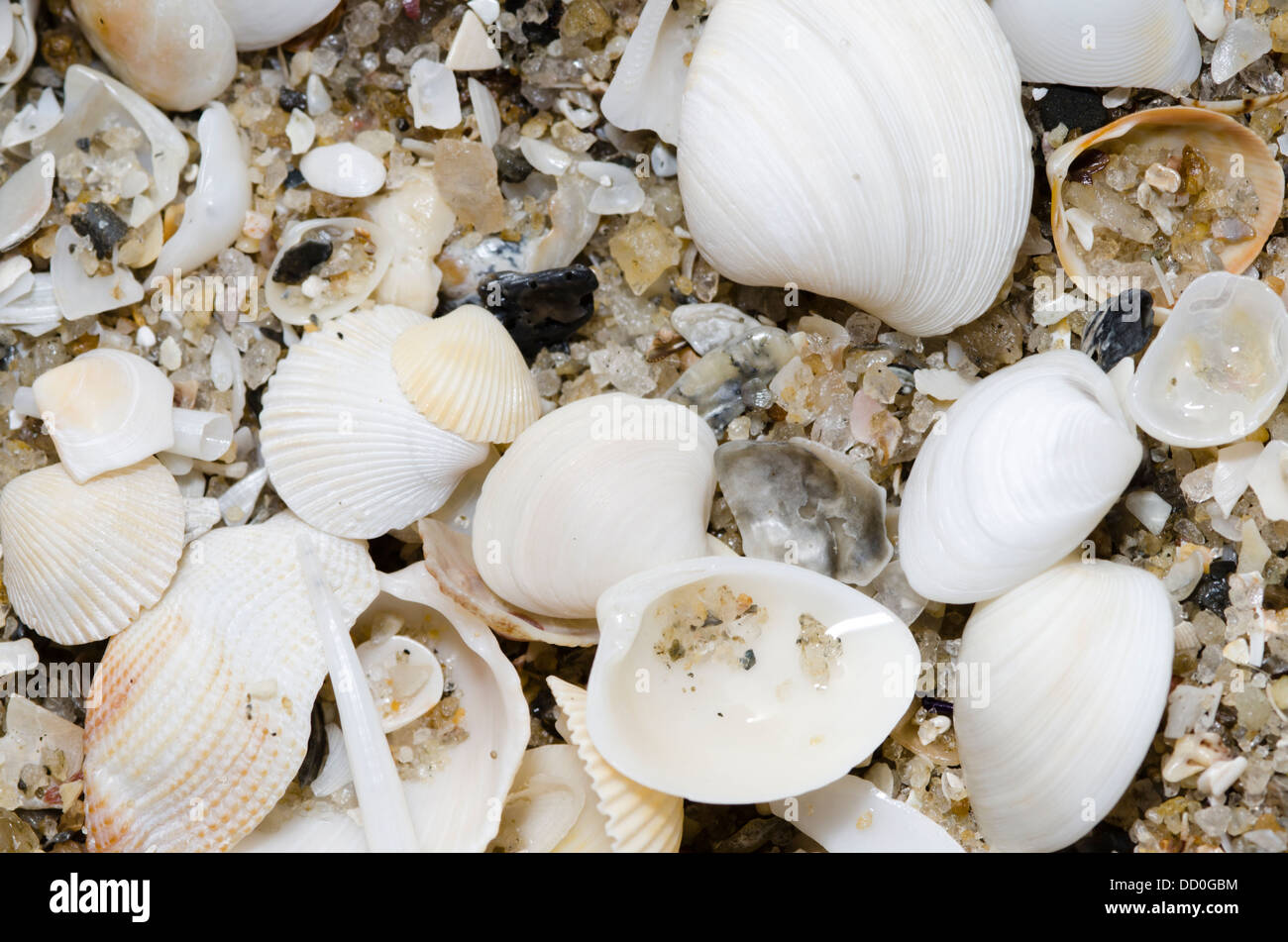 Macro shot of seashells at sand in praia grande beach, Sao Sebastiao ...