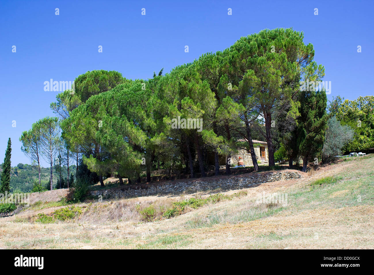 landscape with pine trees in Tuscany Stock Photo - Alamy