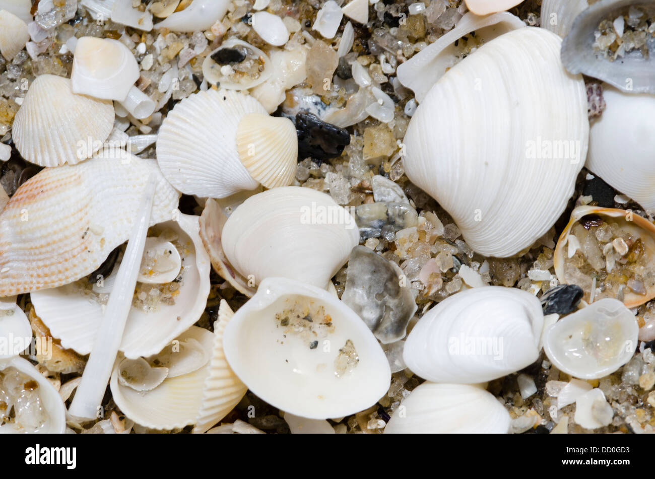 Macro shot of seashells at sand in praia grande beach, Sao Sebastiao ...