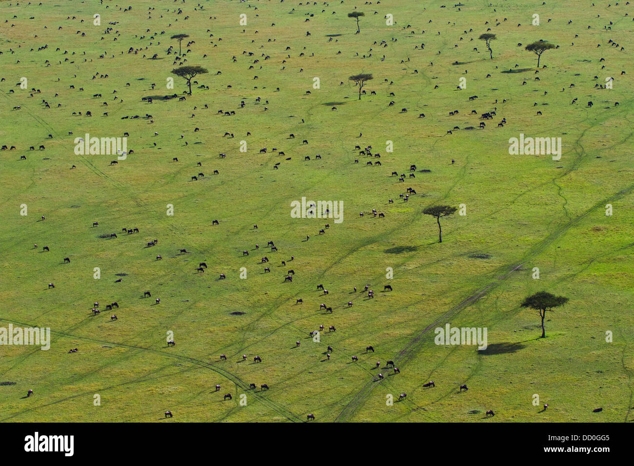 Aerial View Of Masai Mara Plain High Resolution Stock Photography and ...