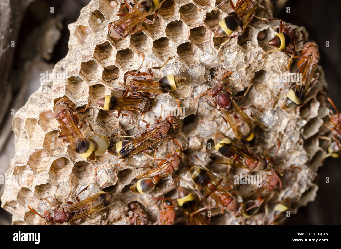 Brown wasp in the nest in colony insect concept Stock Photo - Alamy