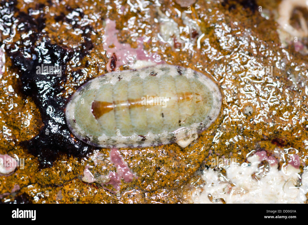 Marine mollusc Chiton at beach in São Sebastião city, north shore of ...