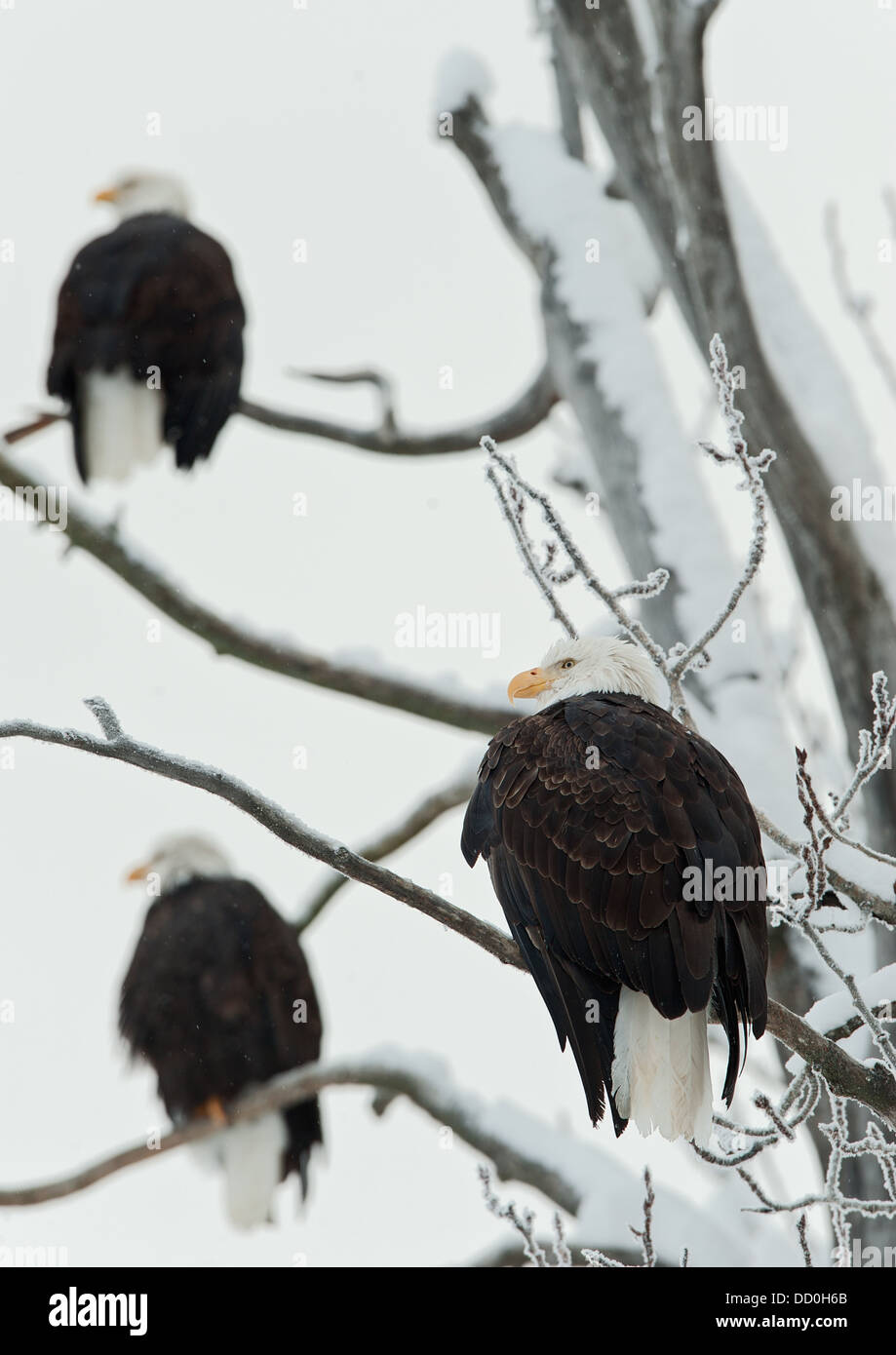 Three Bald Eagles Stock Photo - Alamy