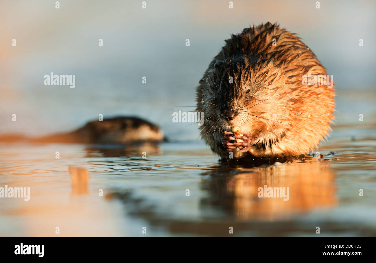 White muskrat hi-res stock photography and images - Alamy