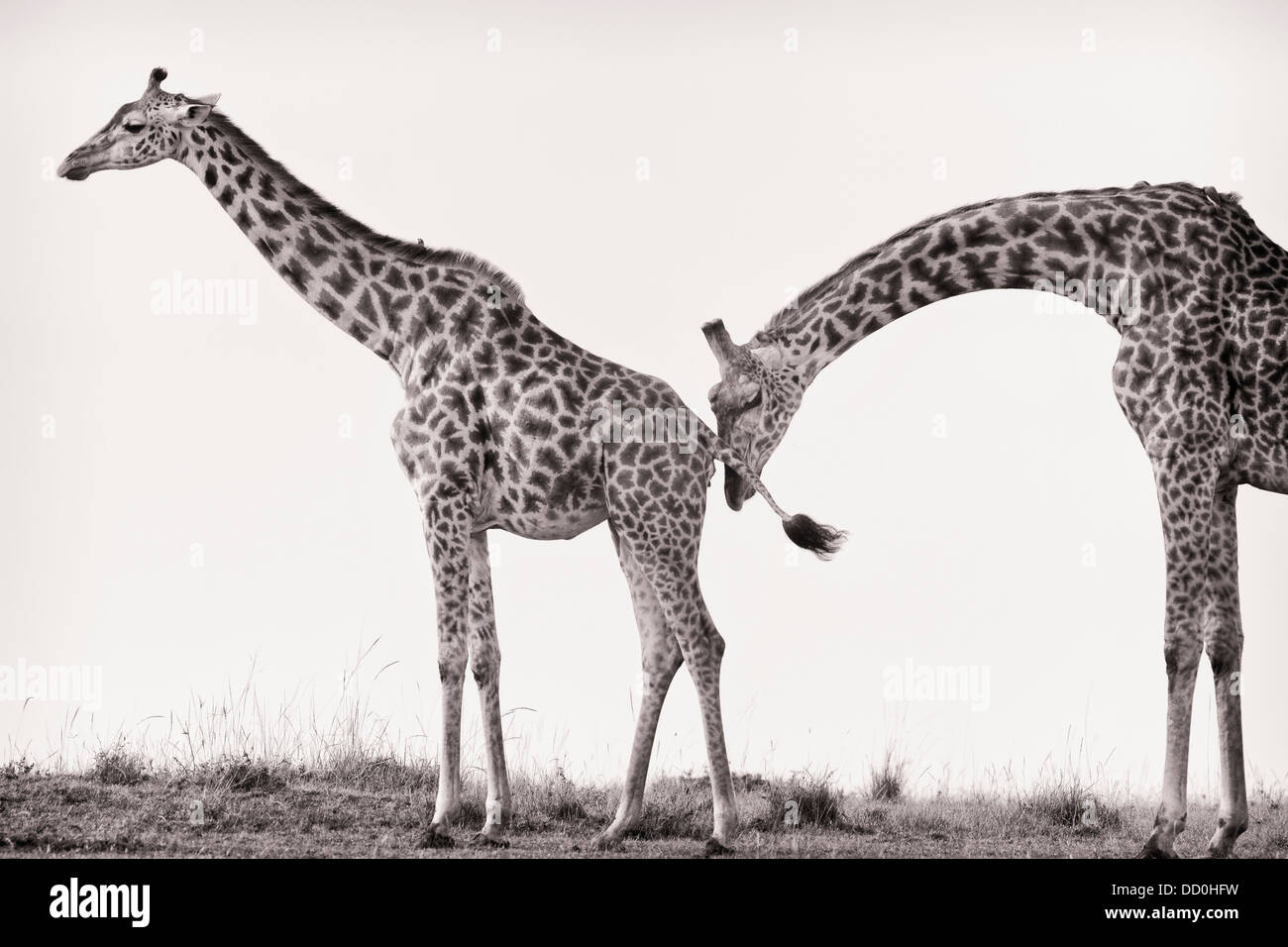 Mating activity hi-res stock photography and images - Alamy