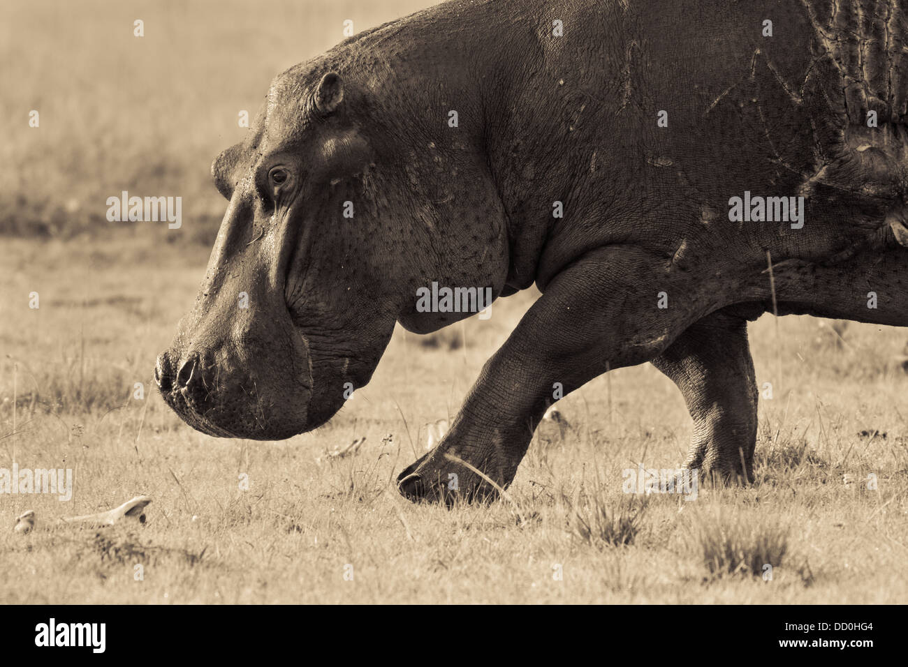 Hippo fight hi-res stock photography and images - Alamy
