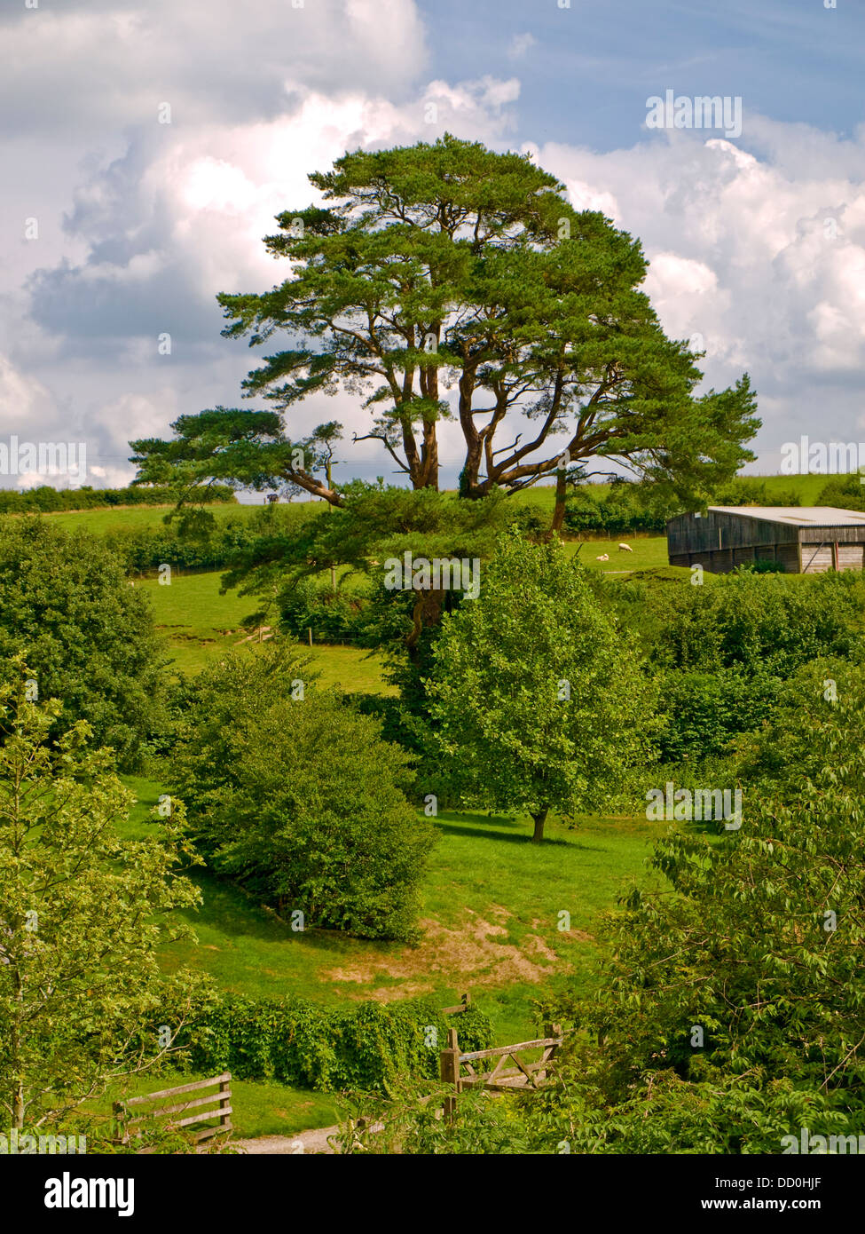 Molland hi-res stock photography and images - Alamy