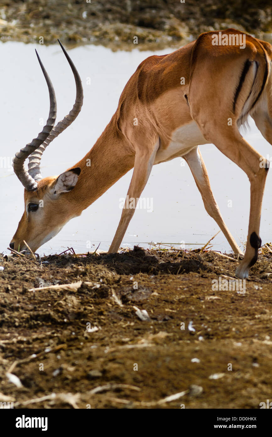 One male impala hi-res stock photography and images - Alamy