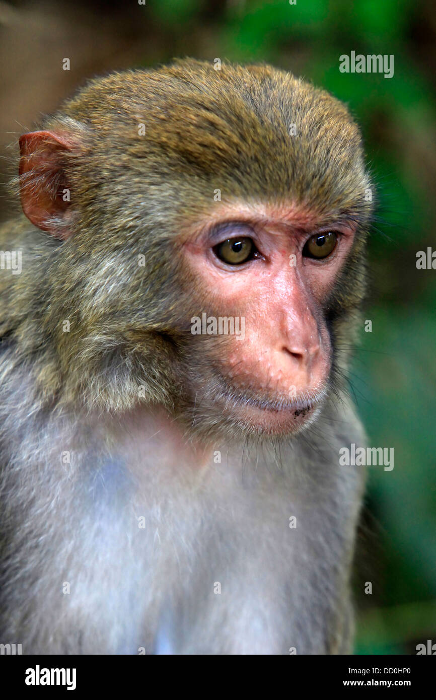 Portrait of the sad monkey Stock Photo - Alamy