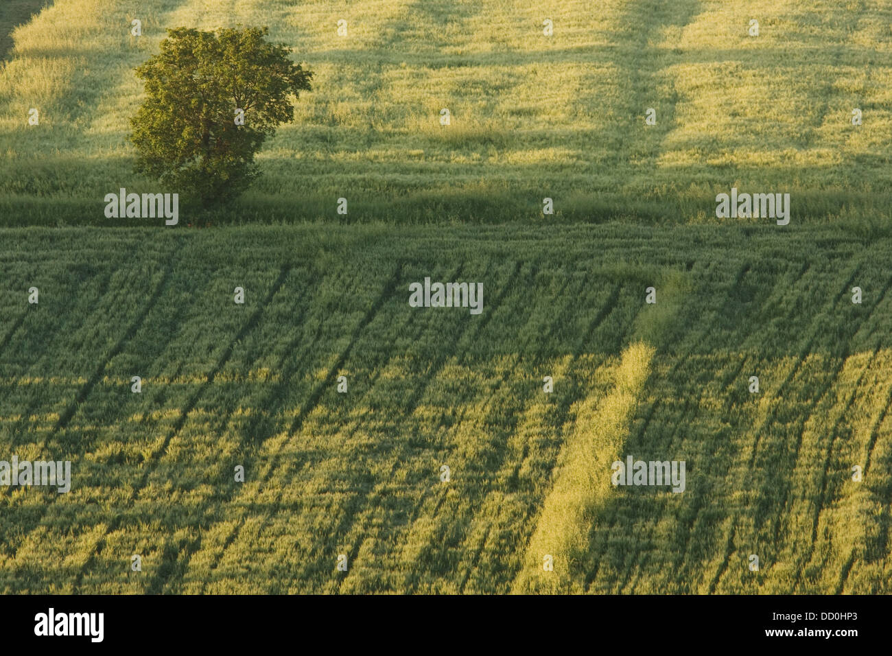 Field mowed hi-res stock photography and images - Alamy