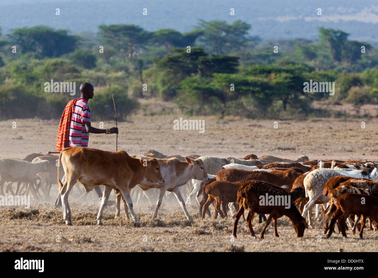 Maasai cows maasai cattle hi-res stock photography and images - Alamy