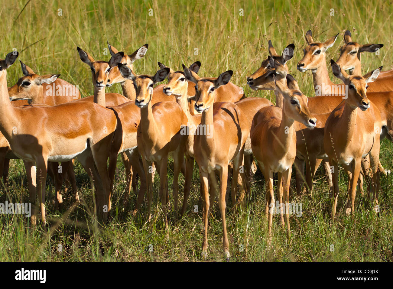 Group of impalas hi-res stock photography and images - Alamy