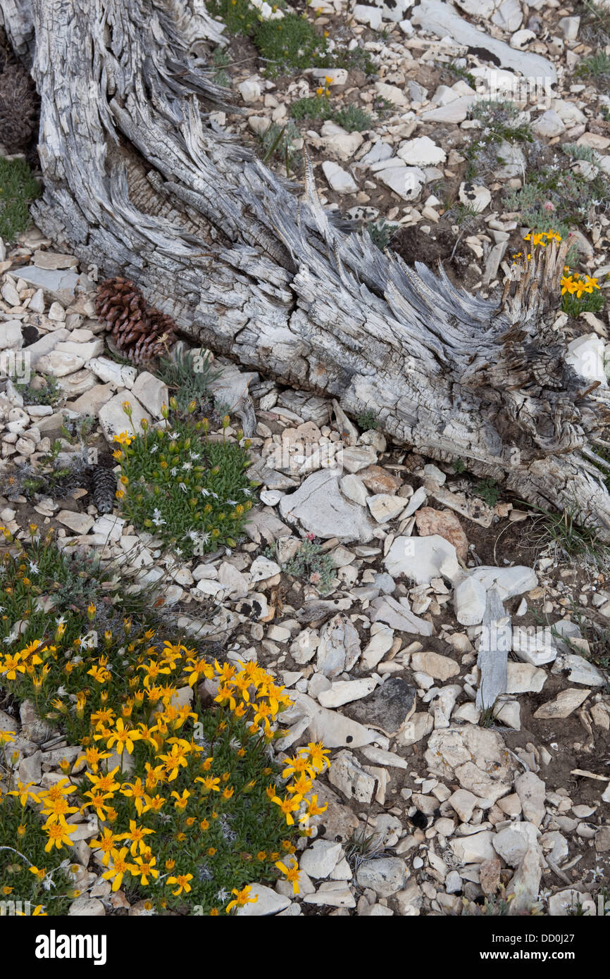 Amongst pebbles hi-res stock photography and images - Alamy