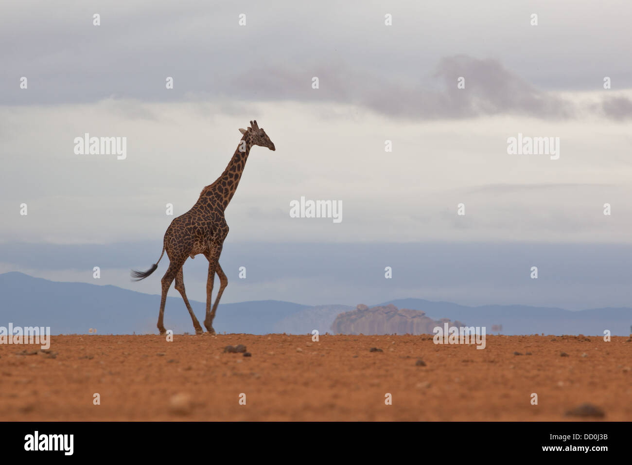 Single adult male giraffe walking across lake bed at Amboseli with ...