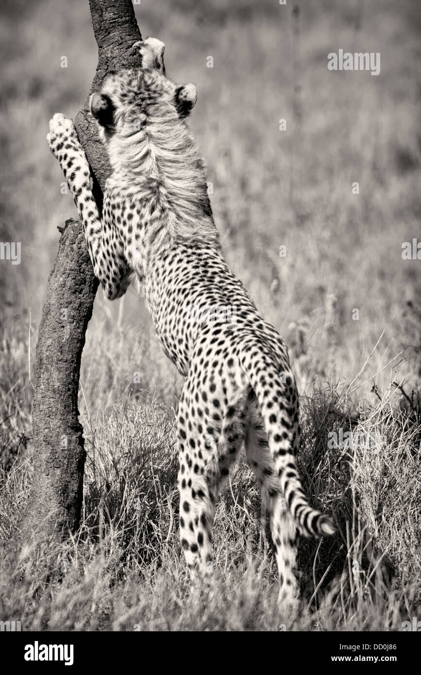 Cheetah standing on back legs hi-res stock photography and images - Alamy