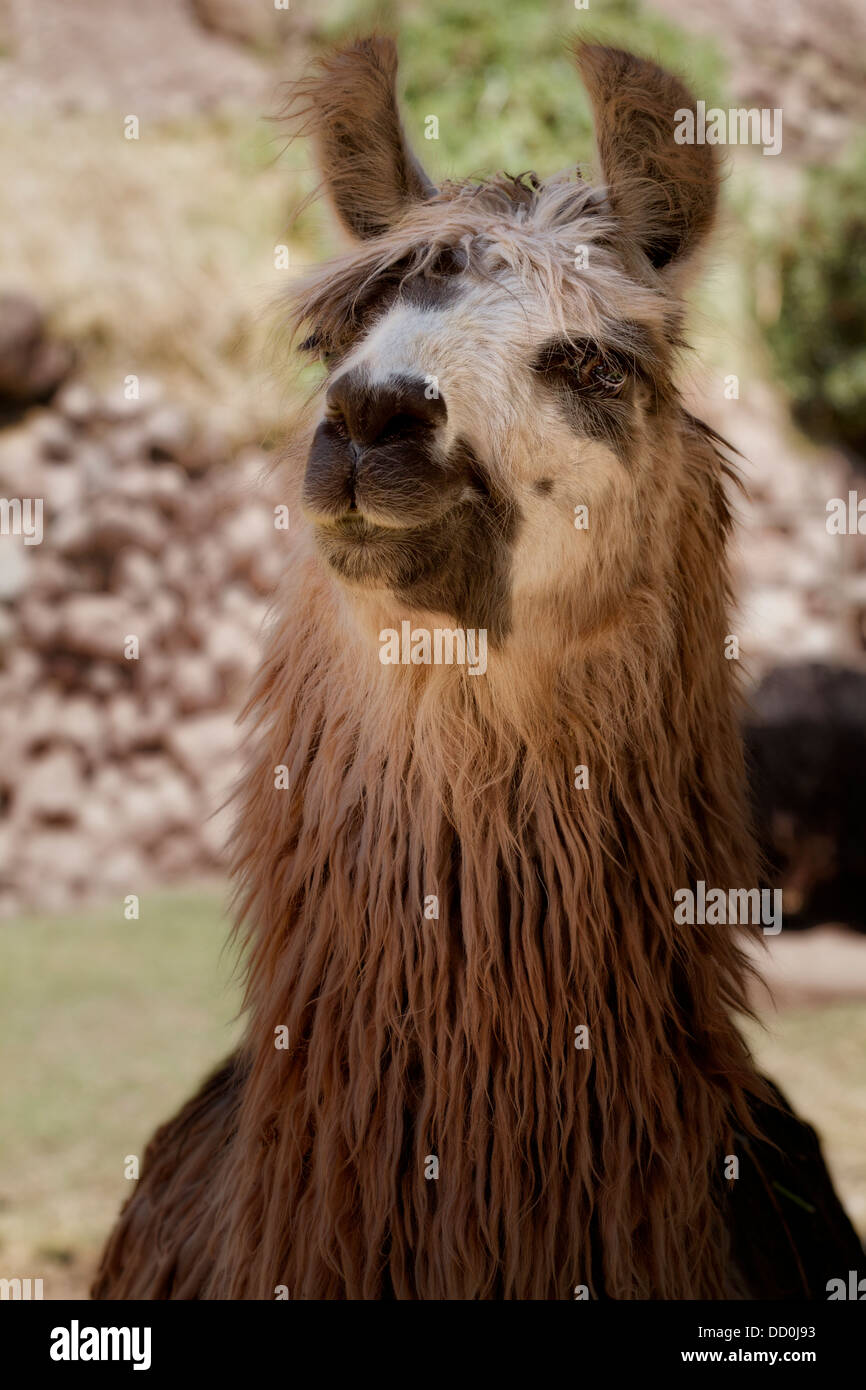 Llama detail hi-res stock photography and images - Alamy