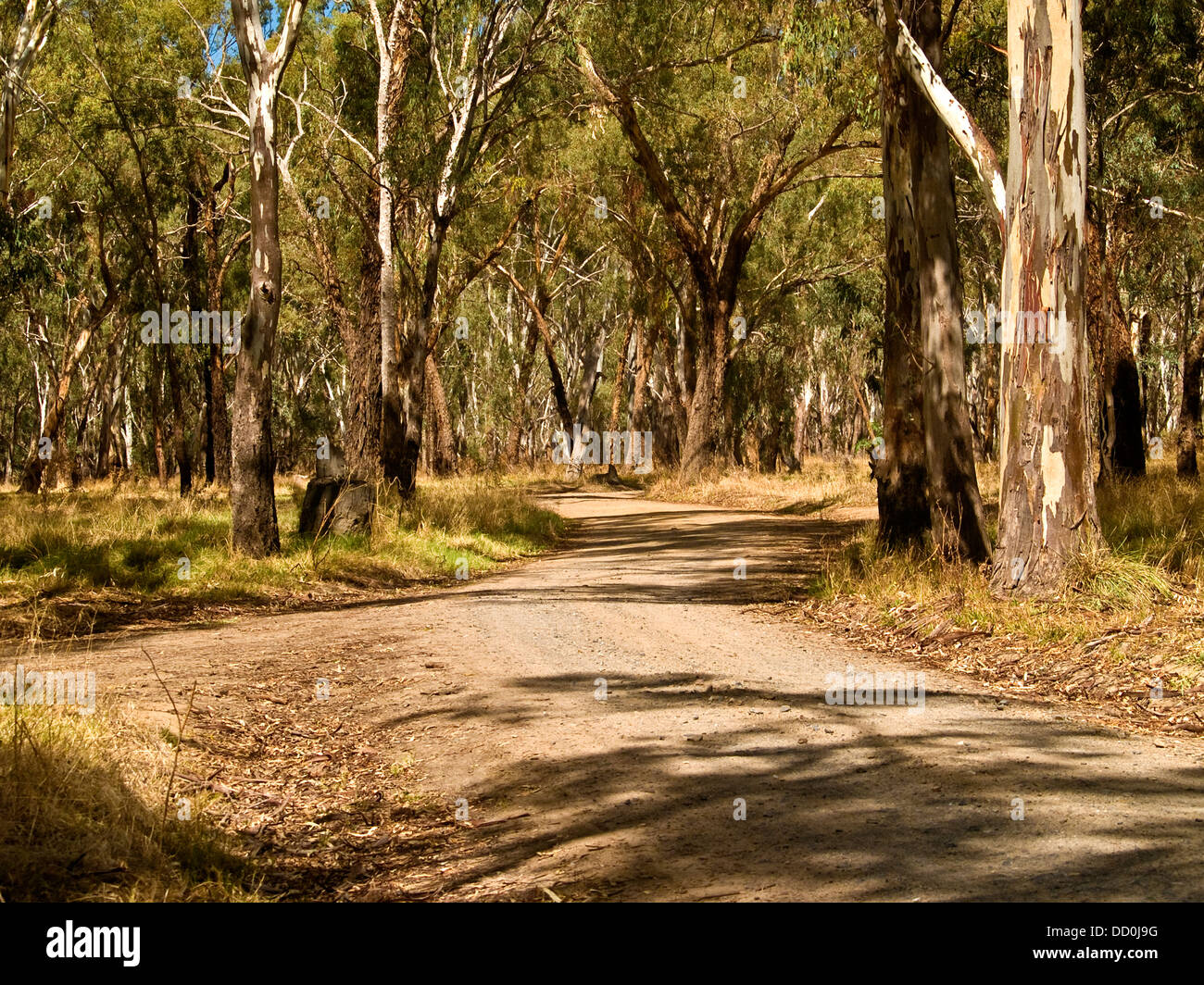Bush road, Victoria, Australia Stock Photo - Alamy