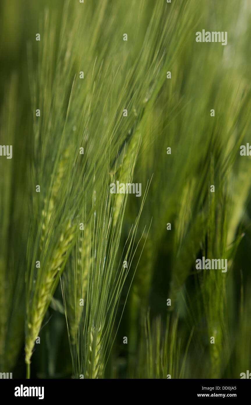 Wheat shaft hi-res stock photography and images - Alamy