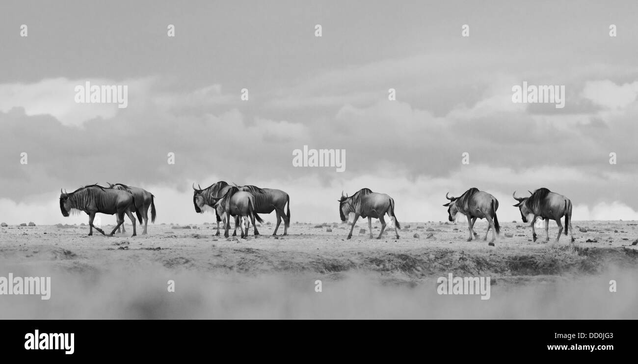 Walking single file Black and White Stock Photos & Images - Alamy