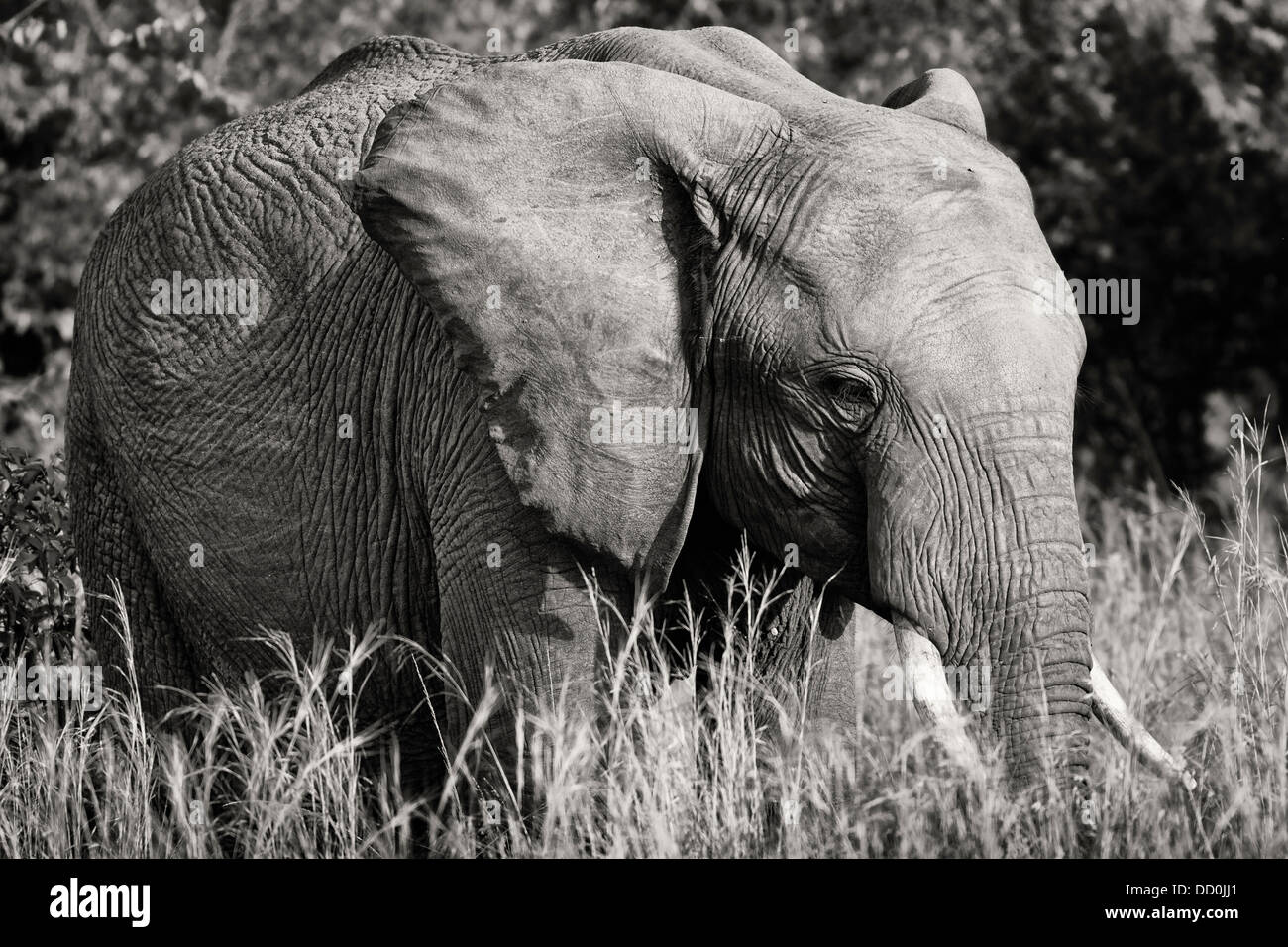 Single adult elephant hi-res stock photography and images - Alamy