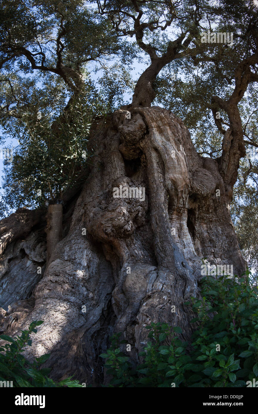 Mezzogiorno olive hi-res stock photography and images - Alamy