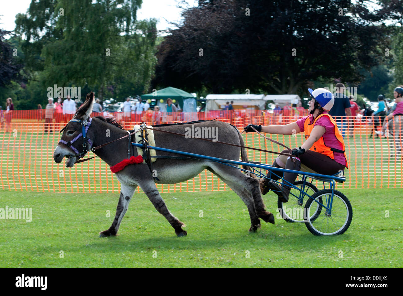 Donkey races hi-res stock photography and images - Alamy