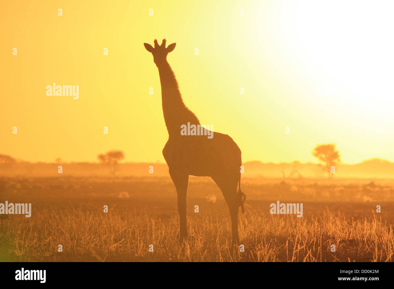 Giraffes In Sunset