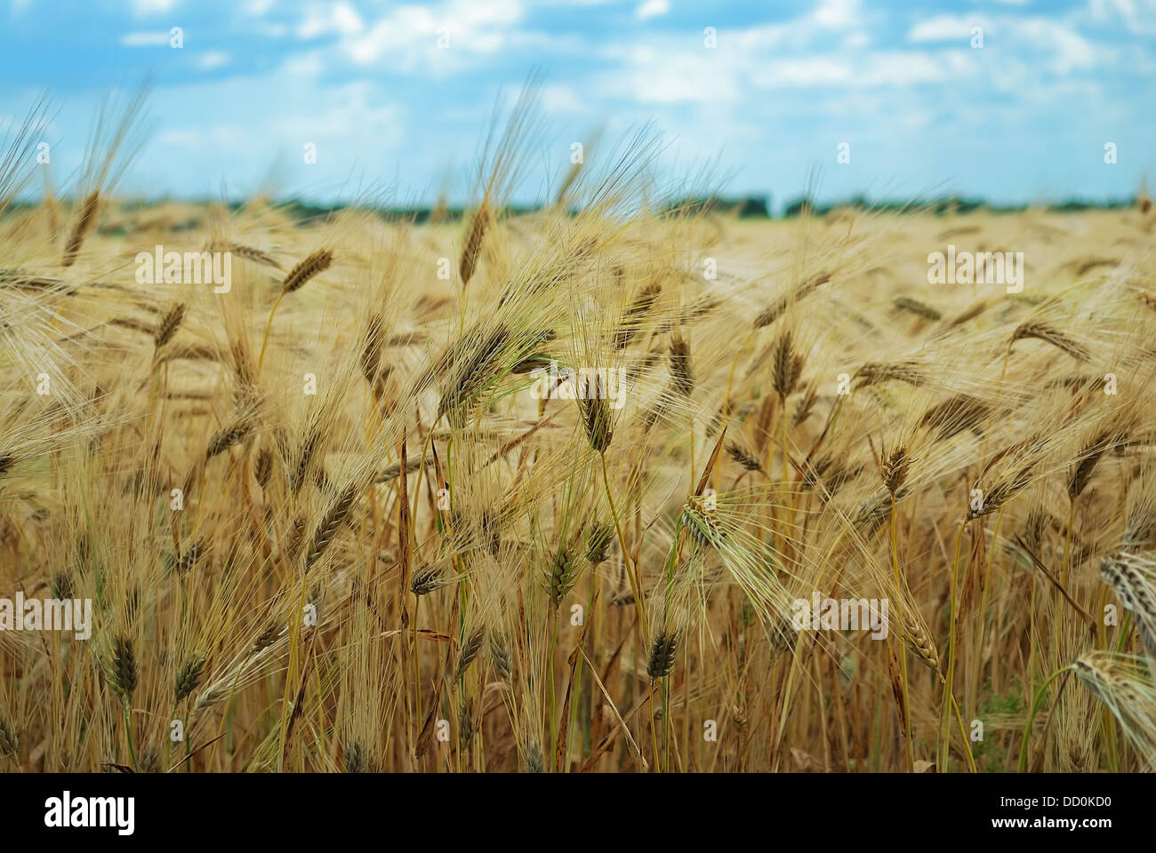 Wheat crop field hi-res stock photography and images - Alamy