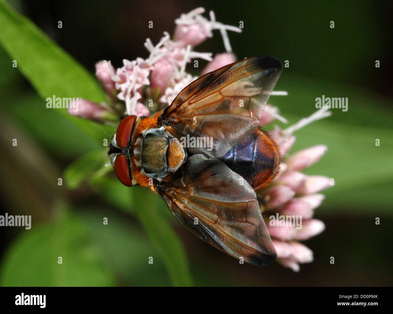 Phasia Hemiptera High Resolution Stock Photography and Images - Alamy