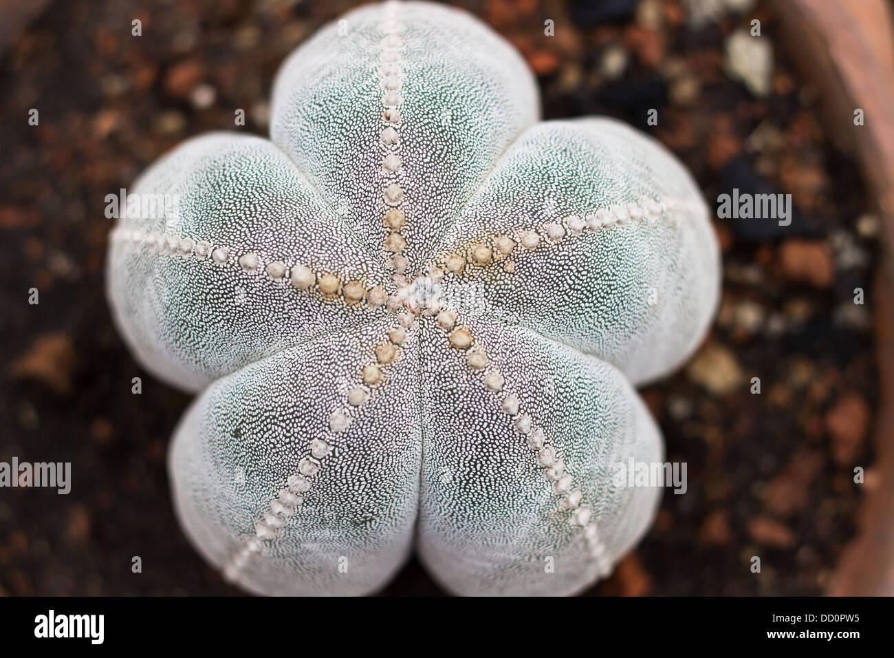 Cactus with colored flowers hi-res stock photography and images - Alamy