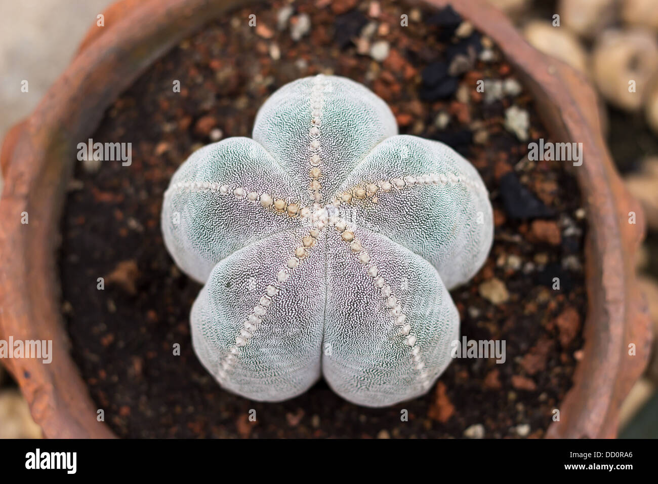 Closeup of a colorful cactus Stock Photo - Alamy