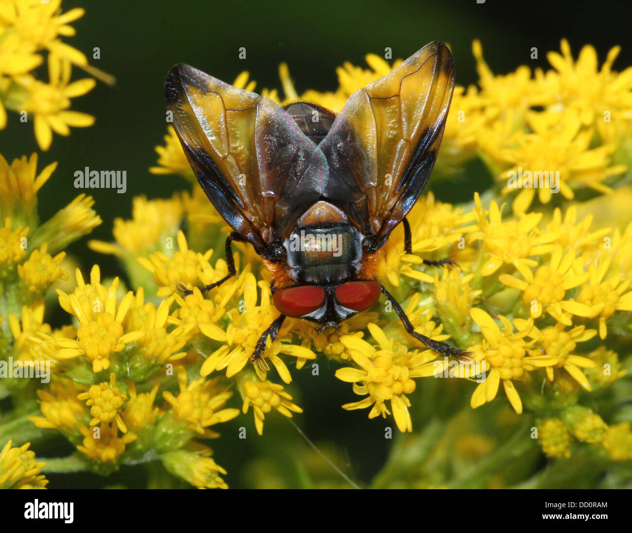 Phasia hemiptera hi-res stock photography and images - Alamy
