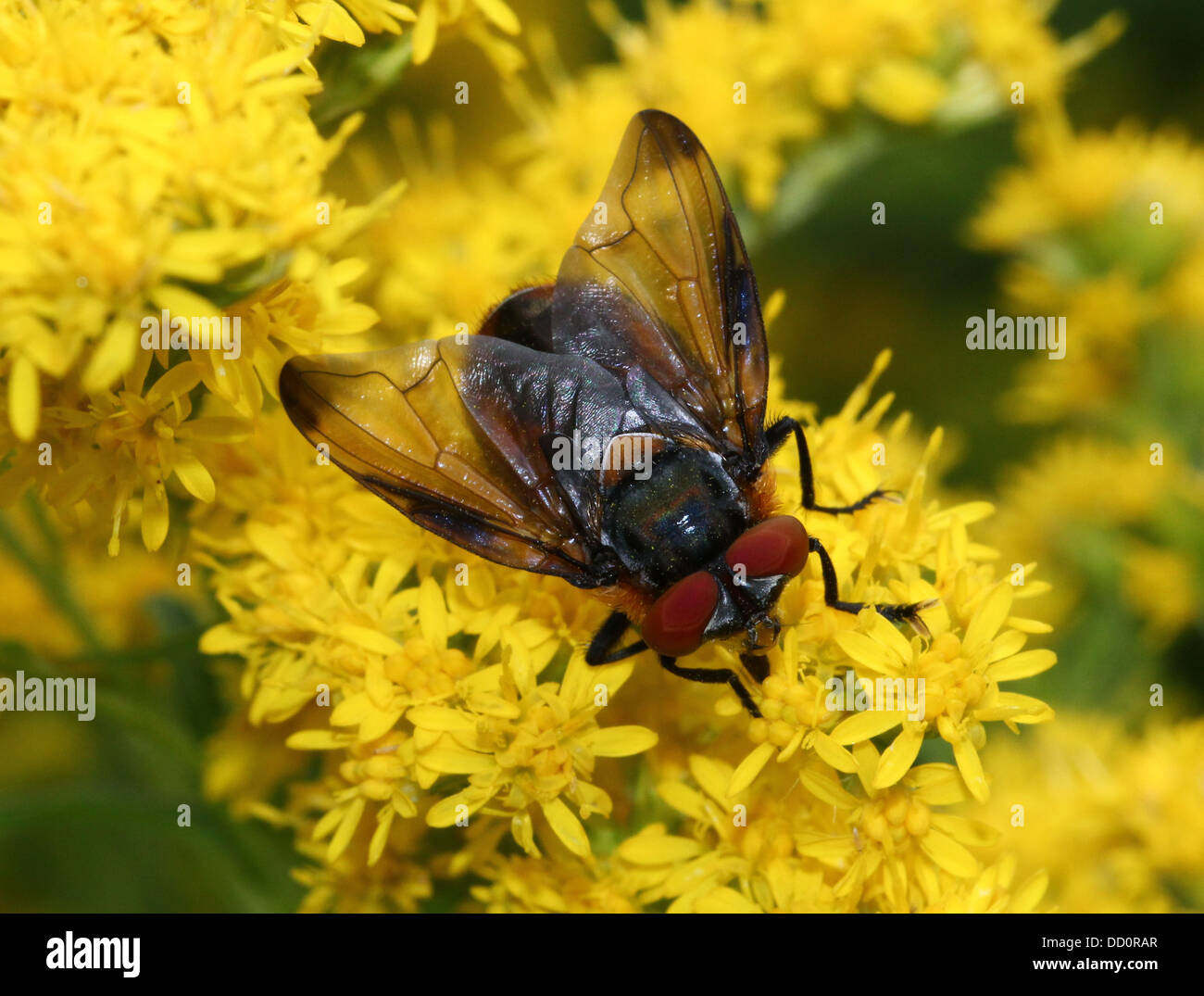 Macro image of a male Phasia hemiptera fly, an insect belonging to the ...