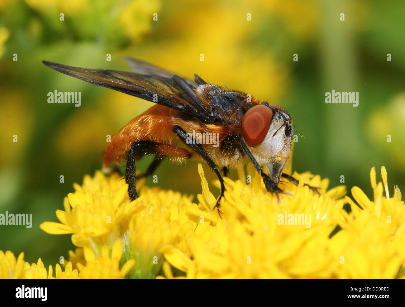 Macro image of a male Phasia hemiptera fly, an insect belonging to the ...